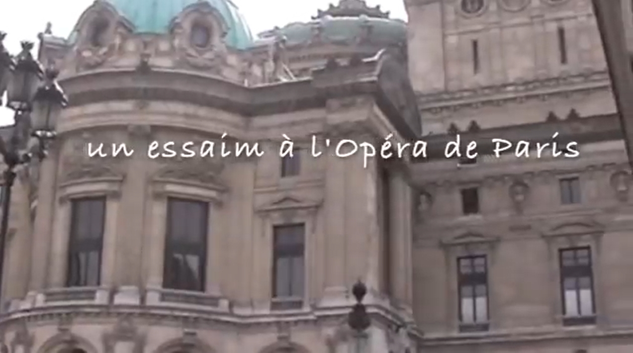 Essaim à Paris - Syndicat d'apiculture du Gard
